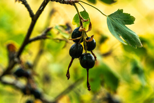 รูปภาพRacemation – เลือกดูภาพถ่ายสต็อก เวกเตอร์ และวิดีโอ2,045 | Adobe ...