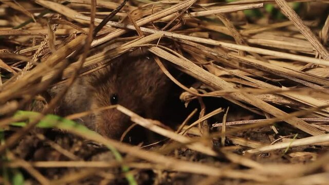 "Common Vole" Imagens – Procure 1,223 fotos, vetores e vídeos | Adobe Stock