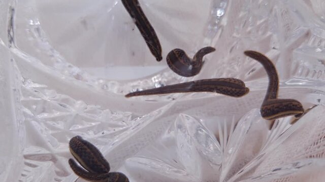 รูปภาพHirudinidae – เลือกดูภาพถ่ายสต็อก เวกเตอร์ และวิดีโอ107 | Adobe Stock