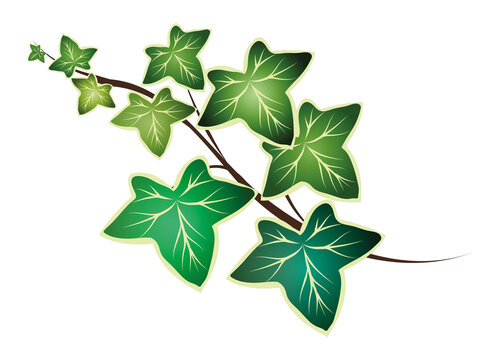 3,491 BESTE Efeuranken BILDER, STOCK-FOTOS & -VEKTORGRAFIKEN | Adobe Stock