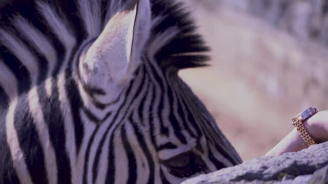 Boonrawd Images – Browse 72 Stock Photos, Vectors, and Video | Adobe Stock