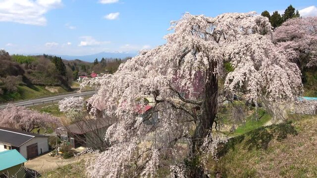 รูปภาพTamura – เลือกดูภาพถ่ายสต็อก เวกเตอร์ และวิดีโอ97 | Adobe Stock