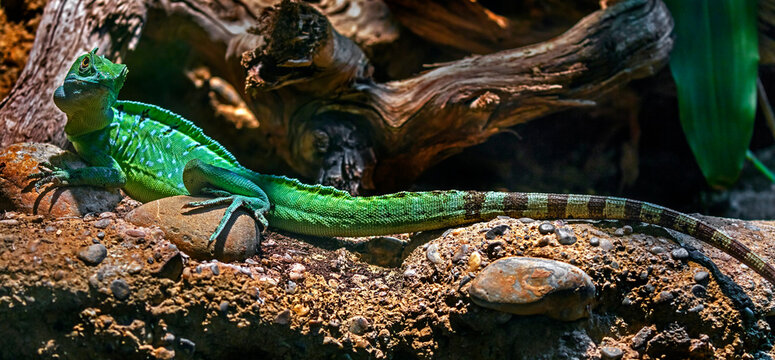 Imagens de Basilicus – Explore Fotografias do Stock, Vetores e Vídeos ...