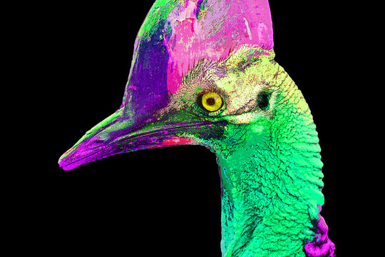 Kasuar Images – Browse 81 Stock Photos, Vectors, and Video | Adobe Stock