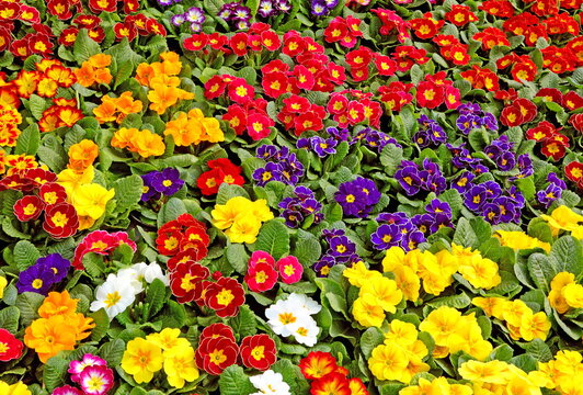 Primrose Images – Browse 343,544 Stock Photos, Vectors, and Video ...