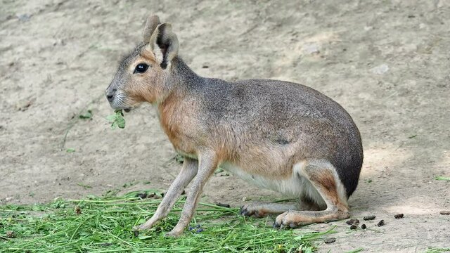 Patagonian Mara Deer