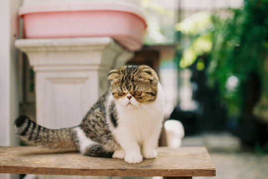 Cat Images – Browse 2,995,651 Stock Photos, Vectors, and Video | Adobe ...