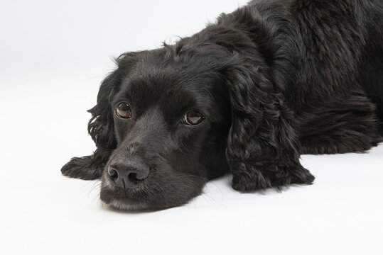 Spaniel White Background Images – Browse 26,086 Stock Photos, Vectors ...