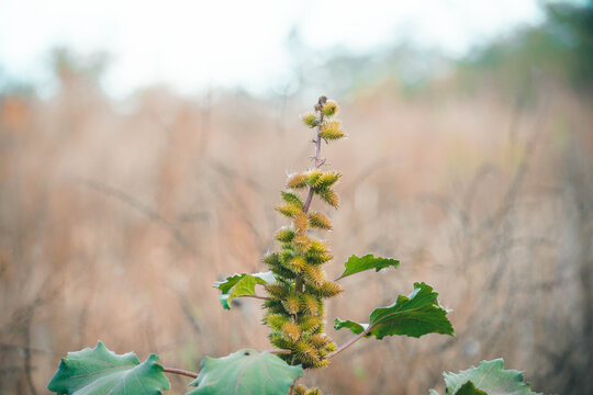 Imágenes de Abrojos: descubre bancos de fotos, ilustraciones, vectores ...