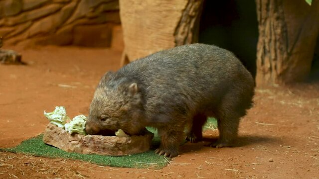 Wombat Images – Browse 17,752 Stock Photos, Vectors, and Video | Adobe ...