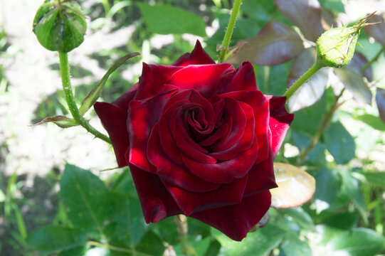 "Dark Red Rose" Images – Browse 89 Stock Photos, Vectors, and Video ...
