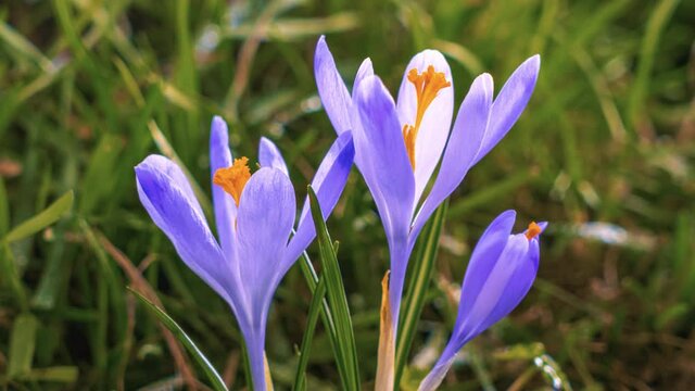 Crocus Video Footage – Browse 5,836 HD Stock Video and Footage | Adobe ...