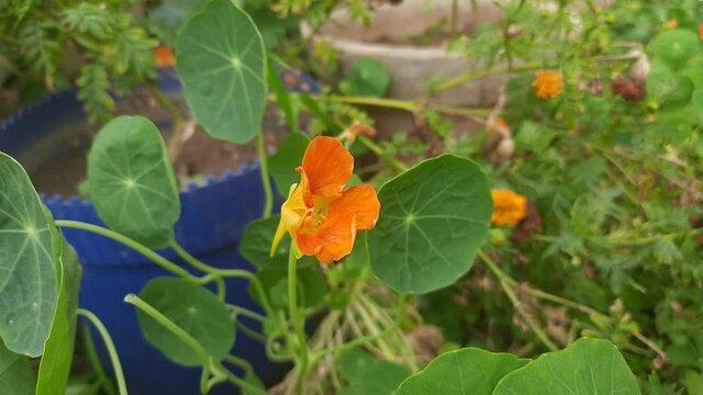 Nose-Tweaker Images – Browse 73 Stock Photos, Vectors, and Video ...