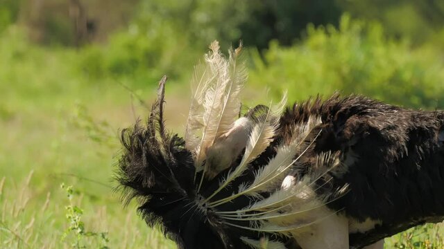 Preening Images – Browse 28,398 Stock Photos, Vectors, and Video ...