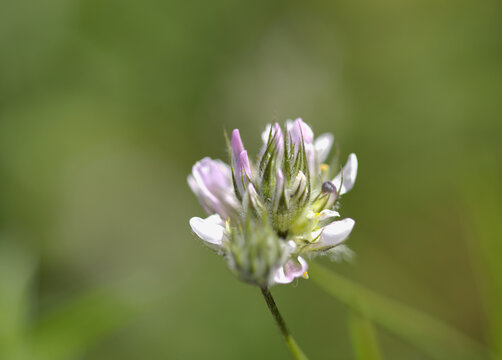 Xanthotoxin Images – Browse 35 Stock Photos, Vectors, and Video | Adobe ...