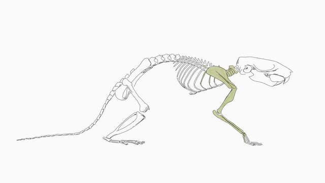 "Anatomy Drawing" Bilder – Durchsuchen 400 Archivfotos, Vektorgrafiken ...