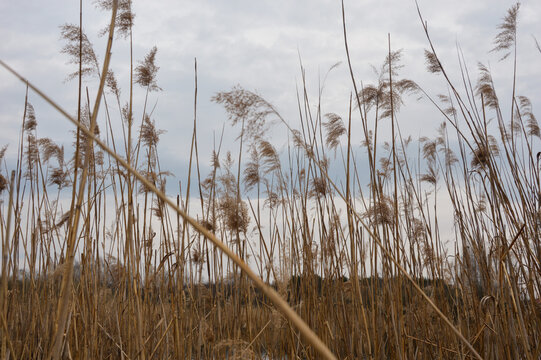 Imágenes de Trzcina: descubre bancos de fotos, ilustraciones, vectores ...