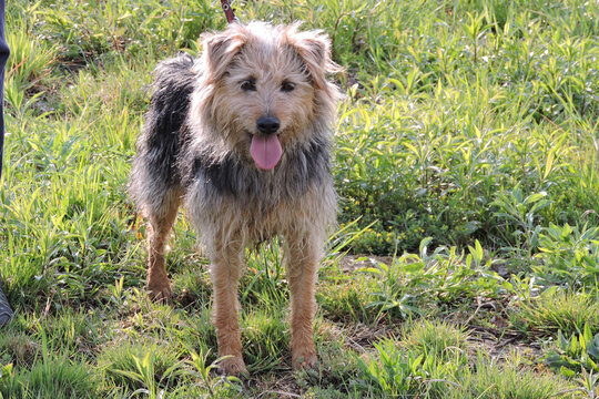"Wirehaired Terrier" Bilder – Durchsuchen 1,203 Archivfotos ...