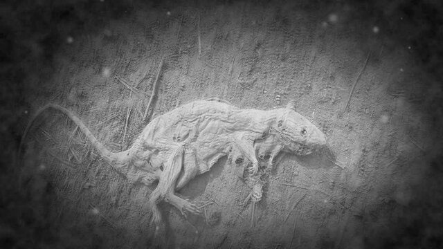 "Dead Rat" Images – Browse 140 Stock Photos, Vectors, and Video | Adobe ...