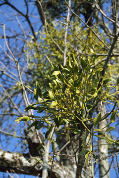 Misteln Images – Browse 1,323 Stock Photos, Vectors, and Video | Adobe ...