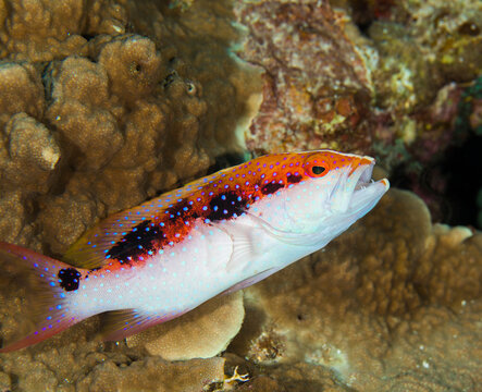 รูปภาพPirania – เลือกดูภาพถ่ายสต็อก เวกเตอร์ และวิดีโอ358 | Adobe Stock