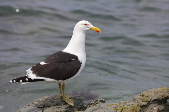 รูปภาพMollyhawk – เลือกดูภาพถ่ายสต็อก เวกเตอร์ และวิดีโอ162 | Adobe Stock