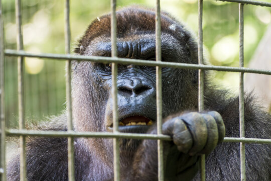 Gorilla. In Cage Images – Browse 475 Stock Photos, Vectors, and Video ...