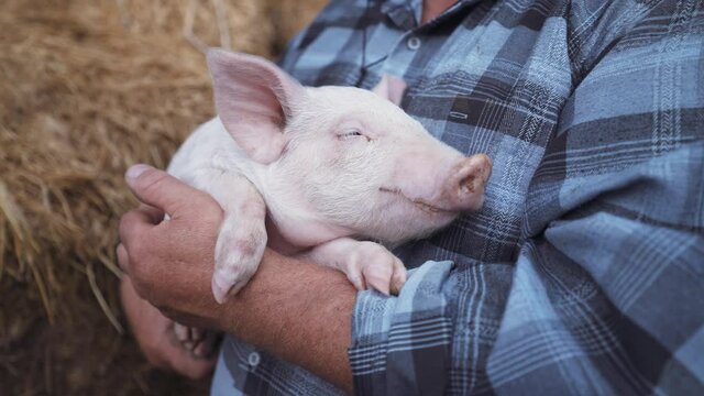 Piglet Hand Images – Browse 16,770 Stock Photos, Vectors, and Video ...