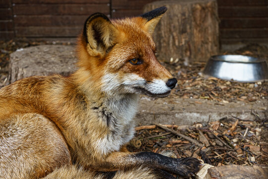 Schlaufuchs Bilder – Durchsuchen 12,270 Archivfotos, Vektorgrafiken und ...