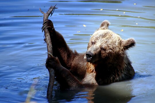 Griffe Ours Bilder – Durchsuchen 524 Archivfotos, Vektorgrafiken und ...