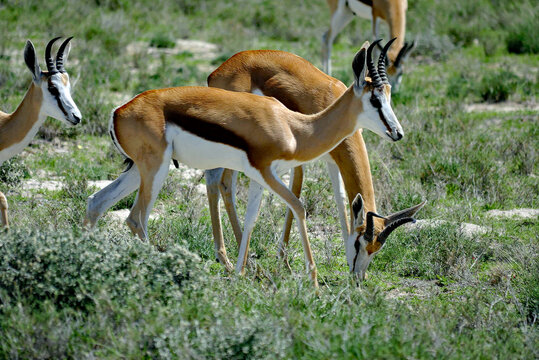 Springbock Bilder – Durchsuchen 19,981 Archivfotos, Vektorgrafiken und ...