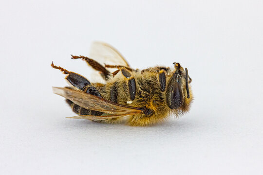 Milbenbefall bilder – Bläddra bland 139 stockfoton, vektorer och videor ...