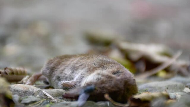 Shrew-Mouse Stock Videos – 1 HD & 4K Footage Clips | Adobe Stock