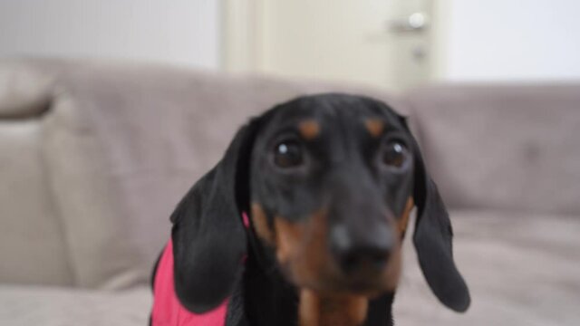 「Pleadingly」の写真素材 | 533件の無料イラスト画像 | Adobe Stock