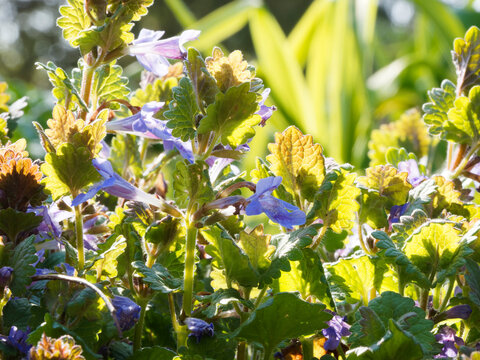 รูปภาพ"Zygomorphe – เลือกดูภาพถ่ายสต็อก เวกเตอร์ และวิดีโอ80 | Adobe Stock