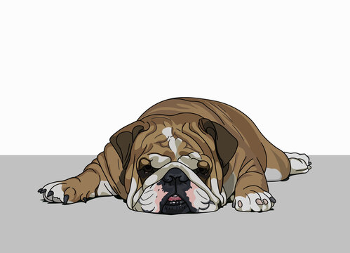 Sad Bulldog Clipart Vector