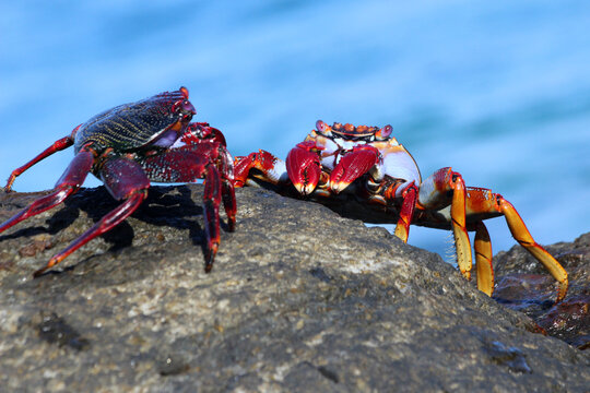 รูปภาพKrebstier – เลือกดูภาพถ่ายสต็อก เวกเตอร์ และวิดีโอ2,869 | Adobe Stock