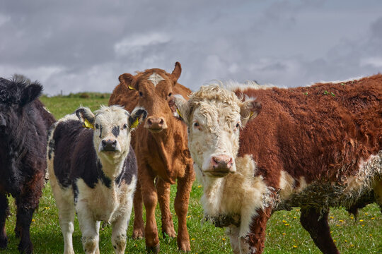 "Cows Staring" Images – Browse 32 Stock Photos, Vectors, and Video ...