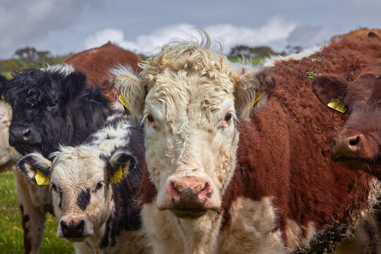 "Cows Staring" Images – Browse 32 Stock Photos, Vectors, and Video ...