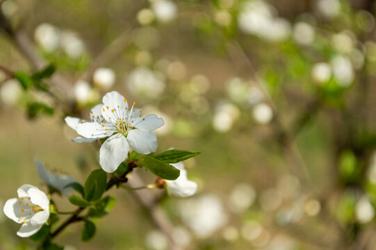 Mirabelka-Bilder: Stock-Fotos & -Videos. | Adobe Stock