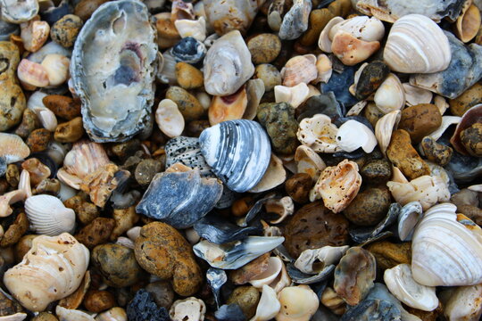 Shell Close Up bilder – Bläddra bland 123,852 stockfoton, vektorer och ...