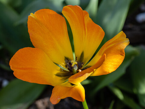 "Blooming Tulips" Bilder – Durchsuchen 904 Archivfotos, Vektorgrafiken ...