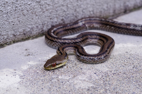 Mamushi 이미지 – 찾아보기 396 스톡 사진, 벡터 및 비디오 | Adobe Stock