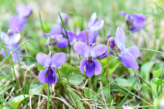 Veilchen-Bilder: Stock-Fotos & -Videos. | Adobe Stock