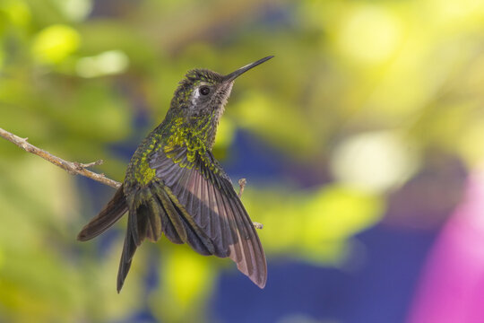 "Bee Hummingbird" Images – Browse 232 Stock Photos, Vectors, and Video ...