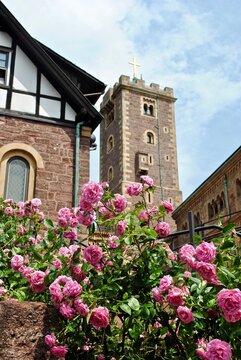 Lutherrose-Bilder: Stock-Fotos & -Videos. | Adobe Stock