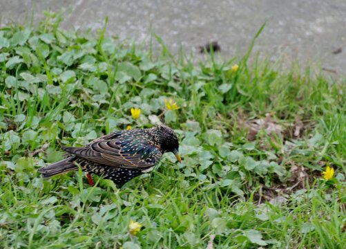 รูปภาพDrossel – เลือกดูภาพถ่ายสต็อก เวกเตอร์ และวิดีโอ4,175 | Adobe Stock