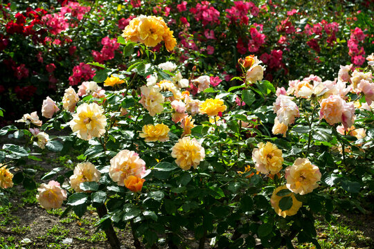 Rosenbeet-Bilder: Stock-Fotos & -Videos. | Adobe Stock