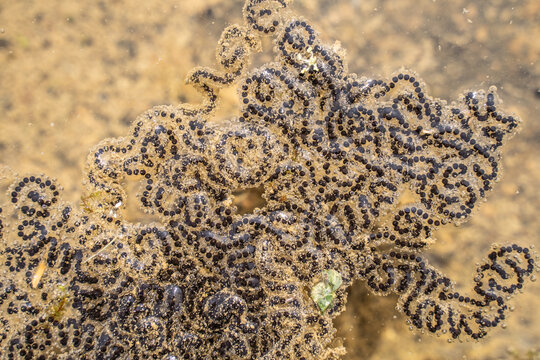 American Toad Eggs