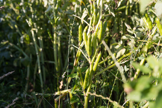 Saubohne bilder – Bläddra bland 192 stockfoton, vektorer och videor ...